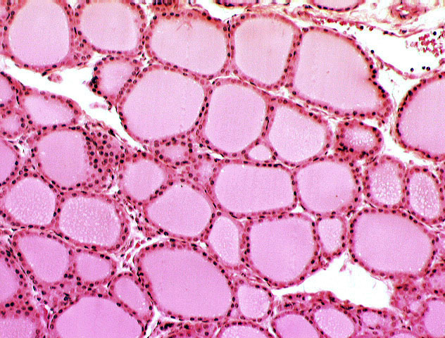 Endocrine Glands Tissue Flashcards Endocrine System Gap Junctions